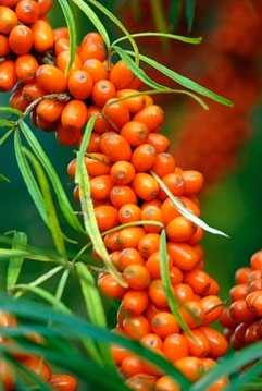 Sea Buckthorn Insider | Legends of the Berry - Genghis Khan and the ...
